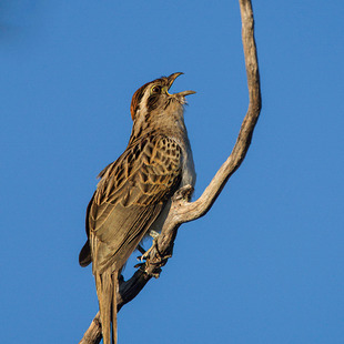 saci (Tapera naevia) | WikiAves - A Enciclopédia das Aves do Brasil