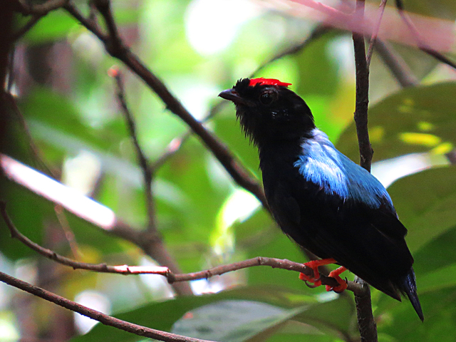 Foto tangará-príncipe (Chiroxiphia pareola) Por Jonathas Lins | Wiki ...