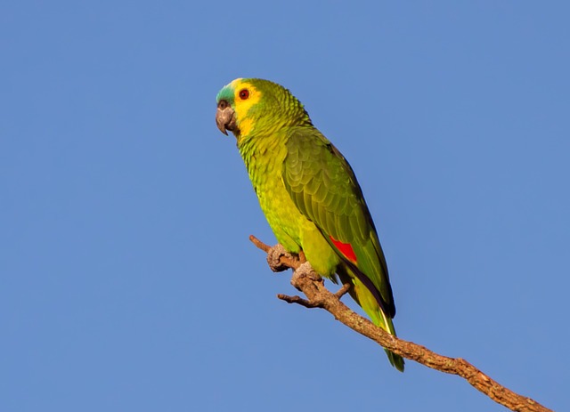 Foto papagaio-verdadeiro (Amazona aestiva) Por Thiago Martins | Wiki ...