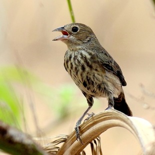 tiziu (Volatinia jacarina) | WikiAves - A Enciclopédia das Aves do Brasil