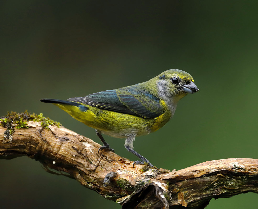 Foto cais-cais (Euphonia chalybea) Por Valdemiro Schauren | Wiki Aves ...