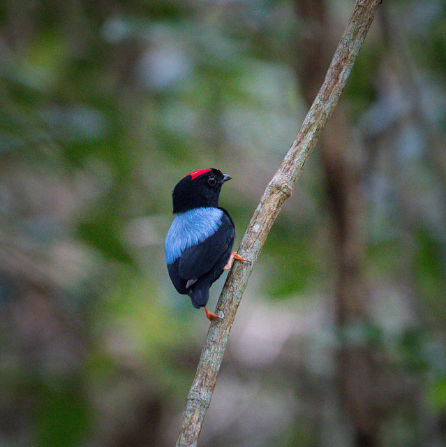 Foto tangará-príncipe (Chiroxiphia pareola) Por Alexandre Freire ...