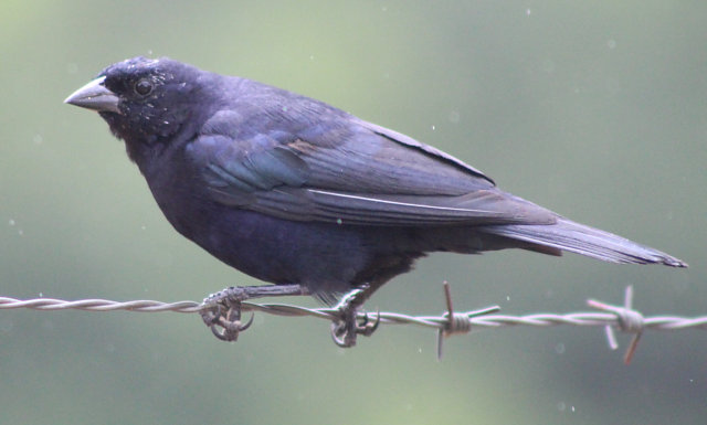 Foto chupim (Molothrus bonariensis) Por Bruno Oliani | Wiki Aves - A ...