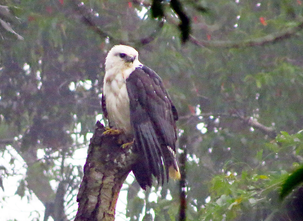 Foto gavião-pombo-grande (Pseudastur polionotus) Por Fernando Pacheco ...