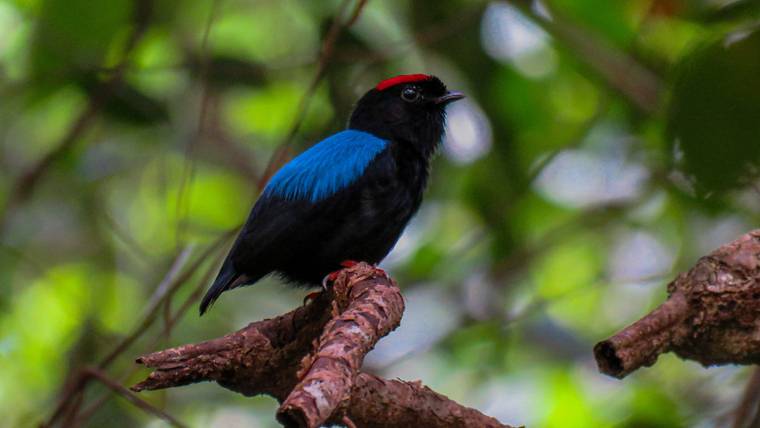 Foto tangará-príncipe (Chiroxiphia pareola) Por Adriano P. Souza | Wiki ...