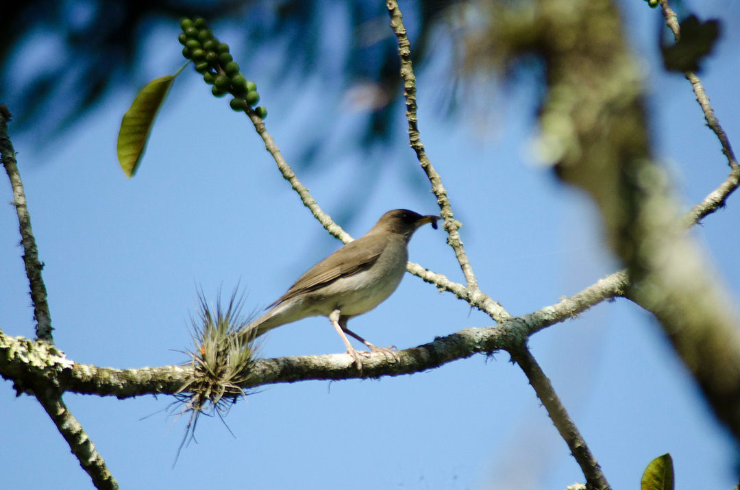 Foto sabiá-poca (Turdus amaurochalinus) Por Phamela Muller | Wiki Aves ...