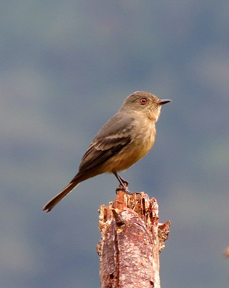 maria-preta-de-cauda-ruiva (Knipolegus poecilurus) | WikiAves - A ...