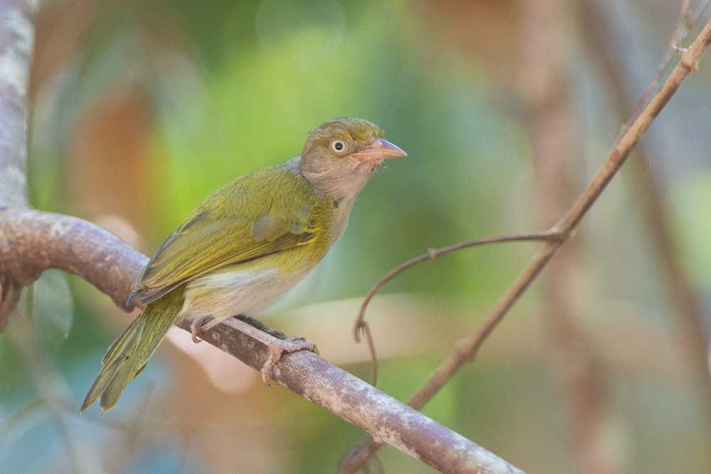 Foto verdinho-da-várzea (Hylophilus semicinereus) Por Adrian Rupp ...