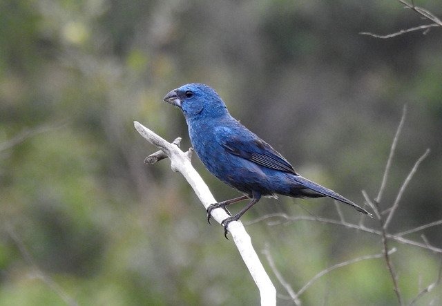 Foto azulinho (Cyanoloxia glaucocaerulea) Por Alberto Jorge Bittencourt ...