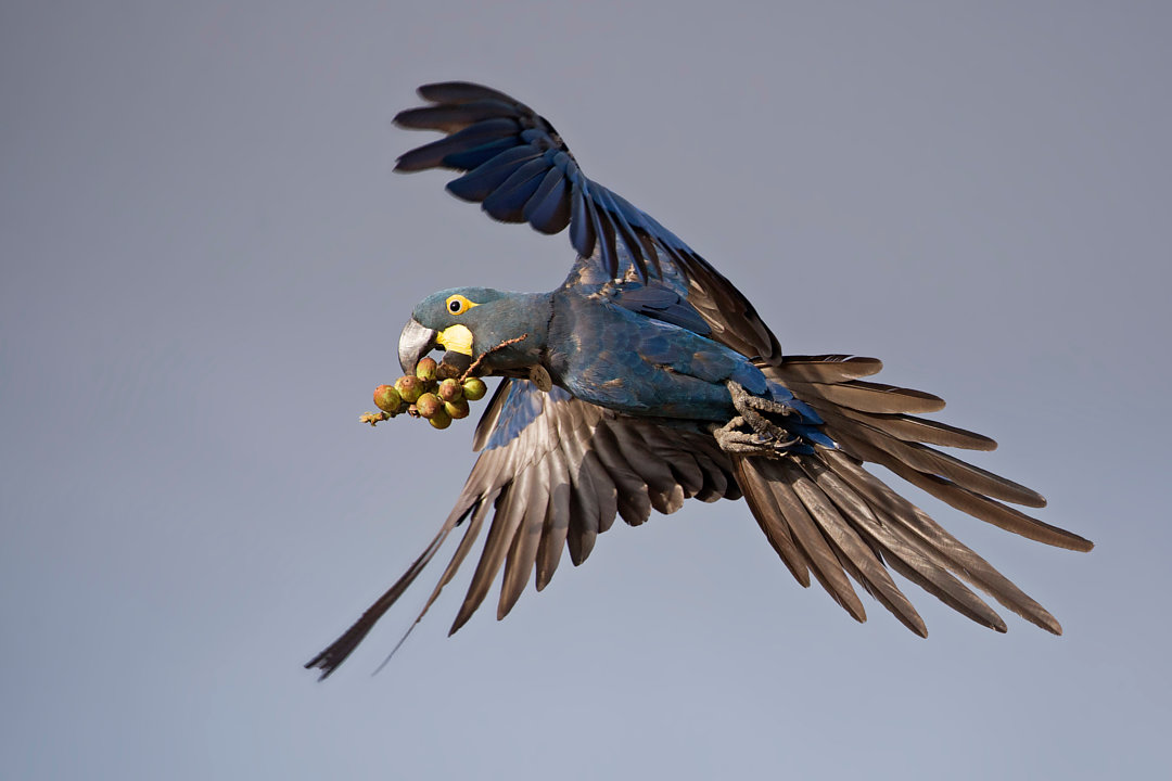 Foto arara-azul-de-lear (Anodorhynchus leari) Por Cristine Prates ...