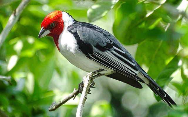 Foto cardeal-do-nordeste (Paroaria dominicana) Por Bárbara Walmsley ...
