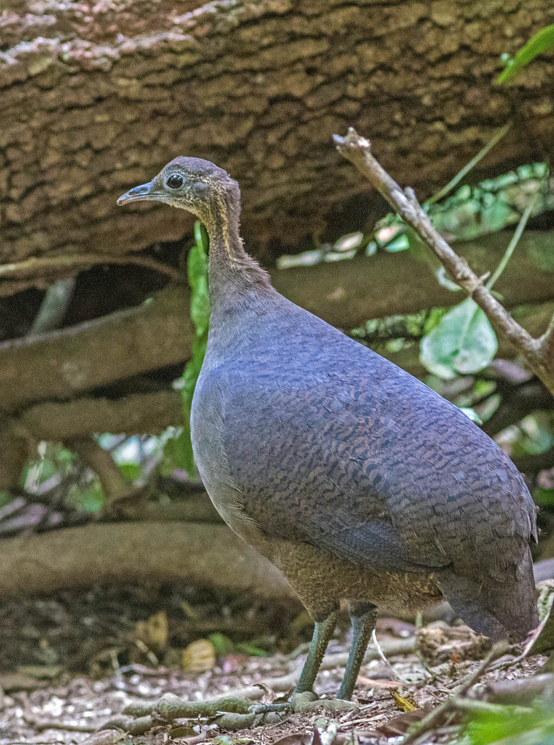 Foto macuco (Tinamus solitarius) Por Fábio Giordano | Wiki Aves - A ...