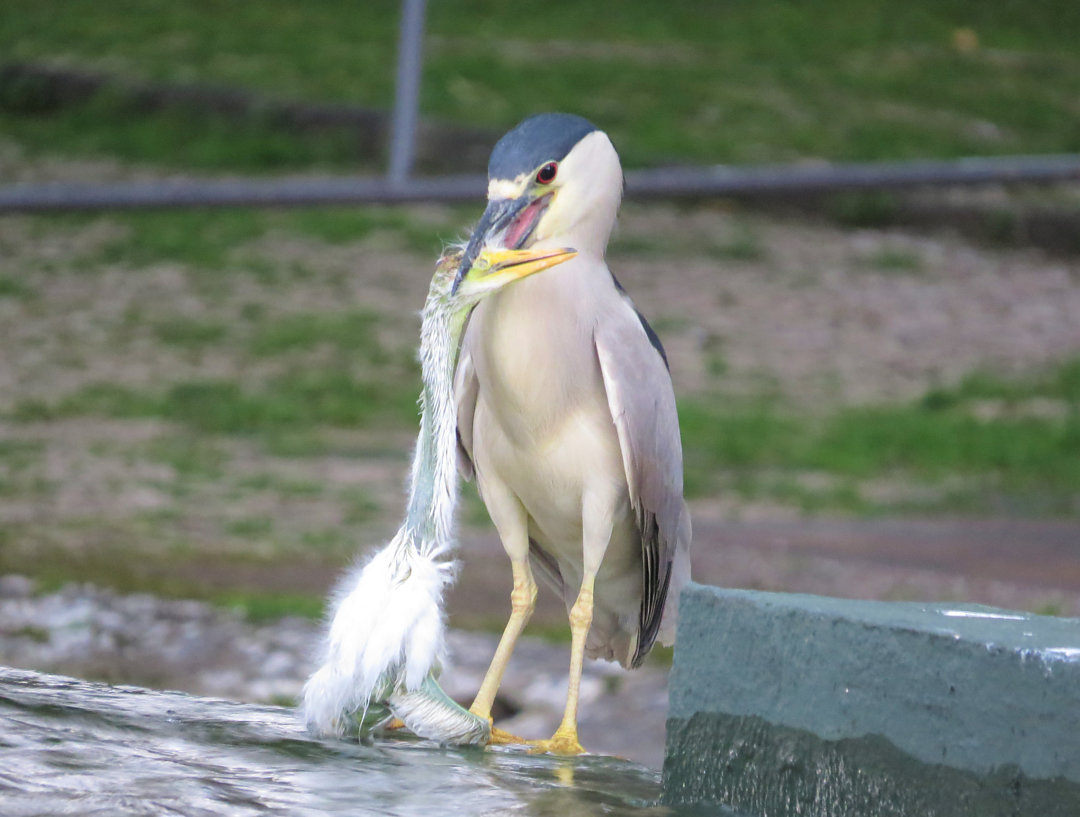 Foto socó-dorminhoco (Nycticorax nycticorax) Por Gabriely Miranda ...