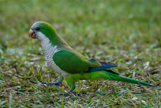 Foto caturrita (Myiopsitta monachus) Por Renan Cotrim | Wiki Aves - A Enciclopédia das Aves do ...