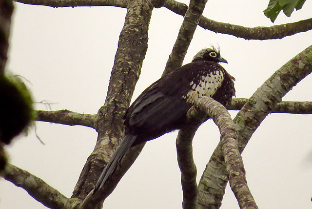 Foto jacutinga (Aburria jacutinga) Por Fernando Pacheco | Wiki Aves - A ...