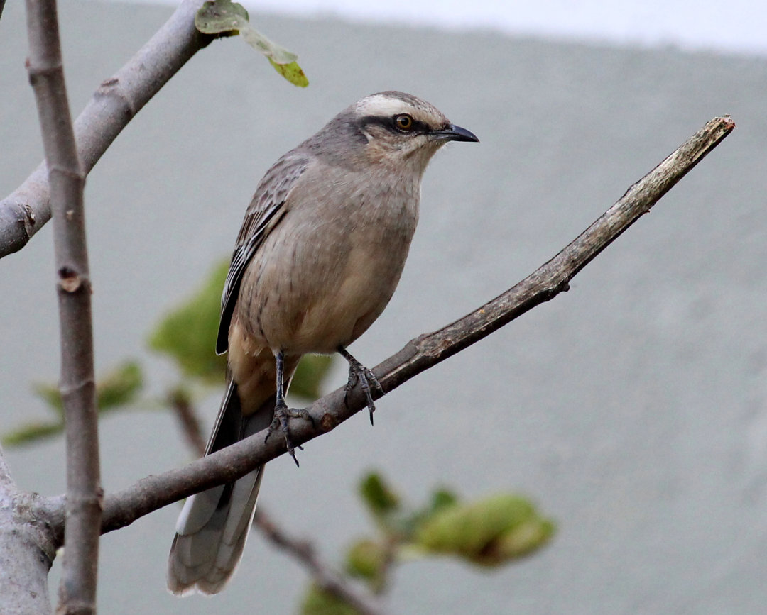 Foto sabiá-do-campo (Mimus saturninus) Por Vagner B Abranches | Wiki ...
