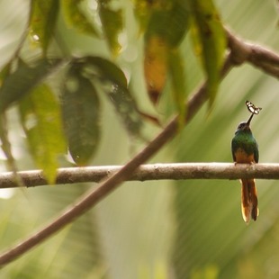 ariramba-da-capoeira (Galbula cyanescens) | WikiAves - A Enciclopédia ...