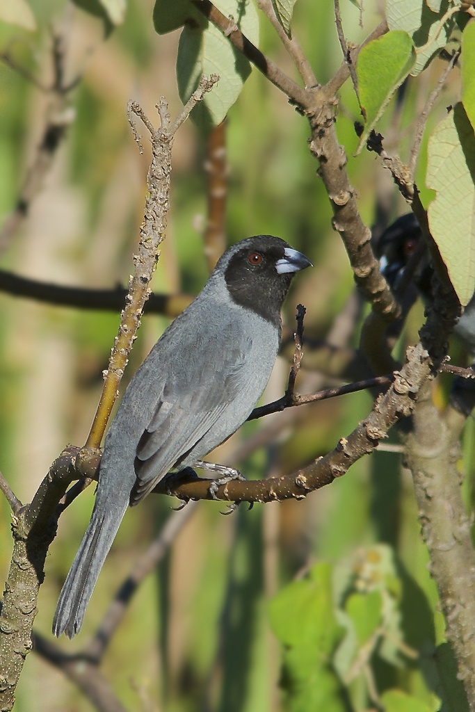 Foto sanhaço-de-coleira (Schistochlamys melanopis) Por Ronaldo Koloszuk ...