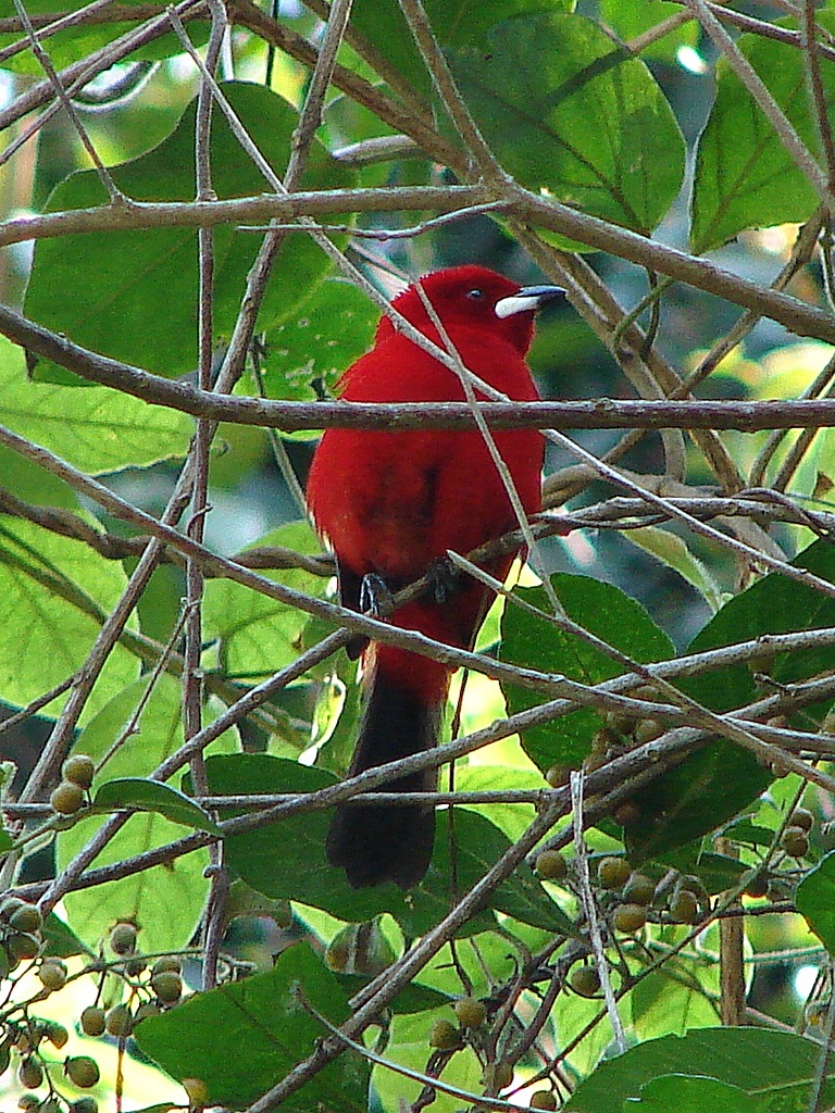 Foto tiê-sangue (Ramphocelus bresilia) Por Marcelo De Barros Pimentel ...