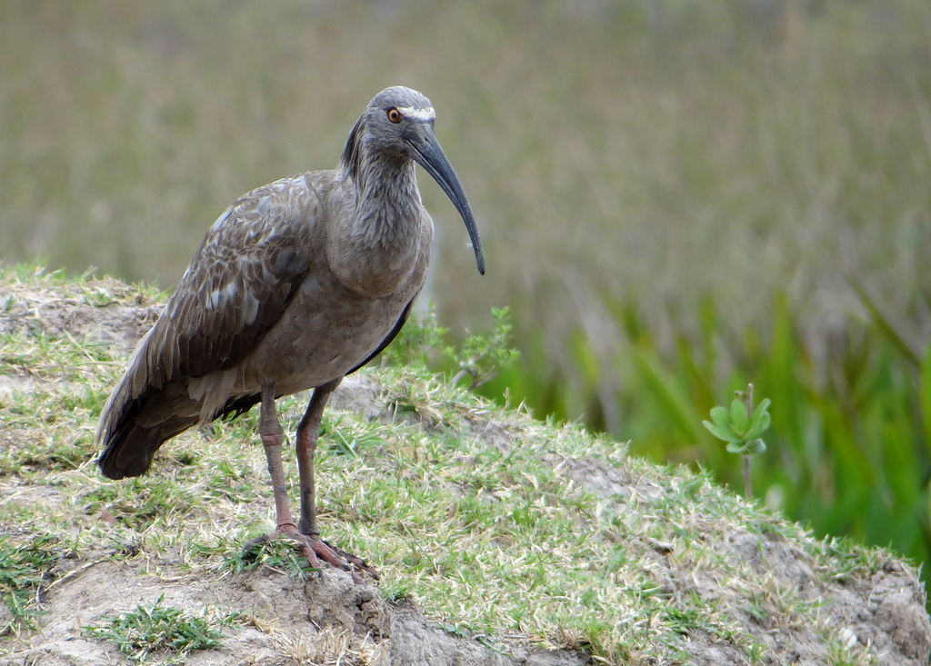 Foto curicaca-real (Theristicus caerulescens) Por João Paulo Zanon ...
