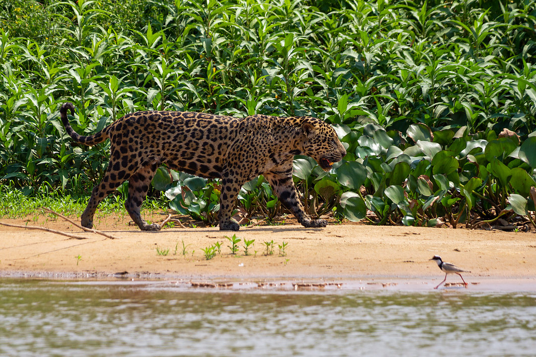 Foto mexeriqueira (Vanellus cayanus) Por Luis Lima | Wiki Aves - A ...