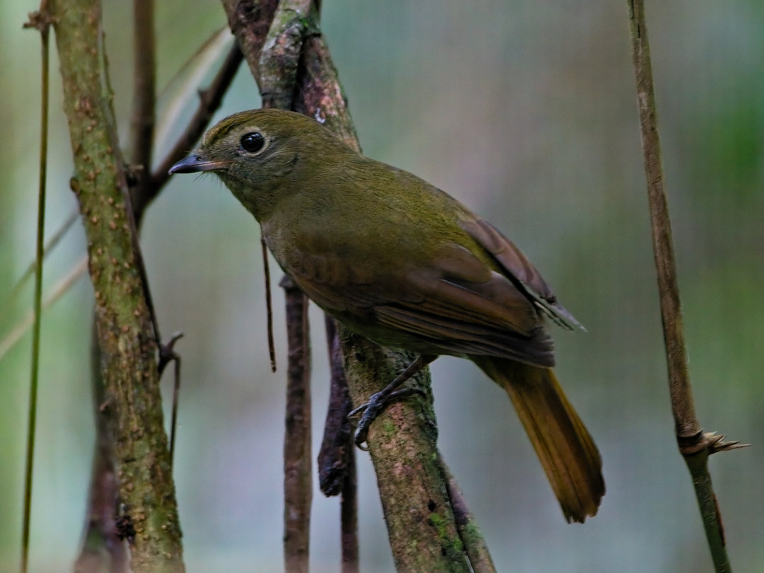 Foto flautim (Schiffornis virescens) Por Altevir Depetris | Wiki Aves ...