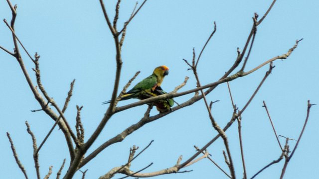 Foto jandaia-de-testa-vermelha (Aratinga auricapillus) Por Scooby Reis ...