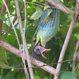 tico-tico (Zonotrichia capensis) | WikiAves - A Enciclopédia das Aves ...