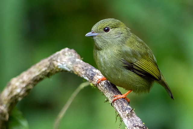 Foto rendeira (Manacus manacus) Por Lucas Botelho | Wiki Aves - A ...