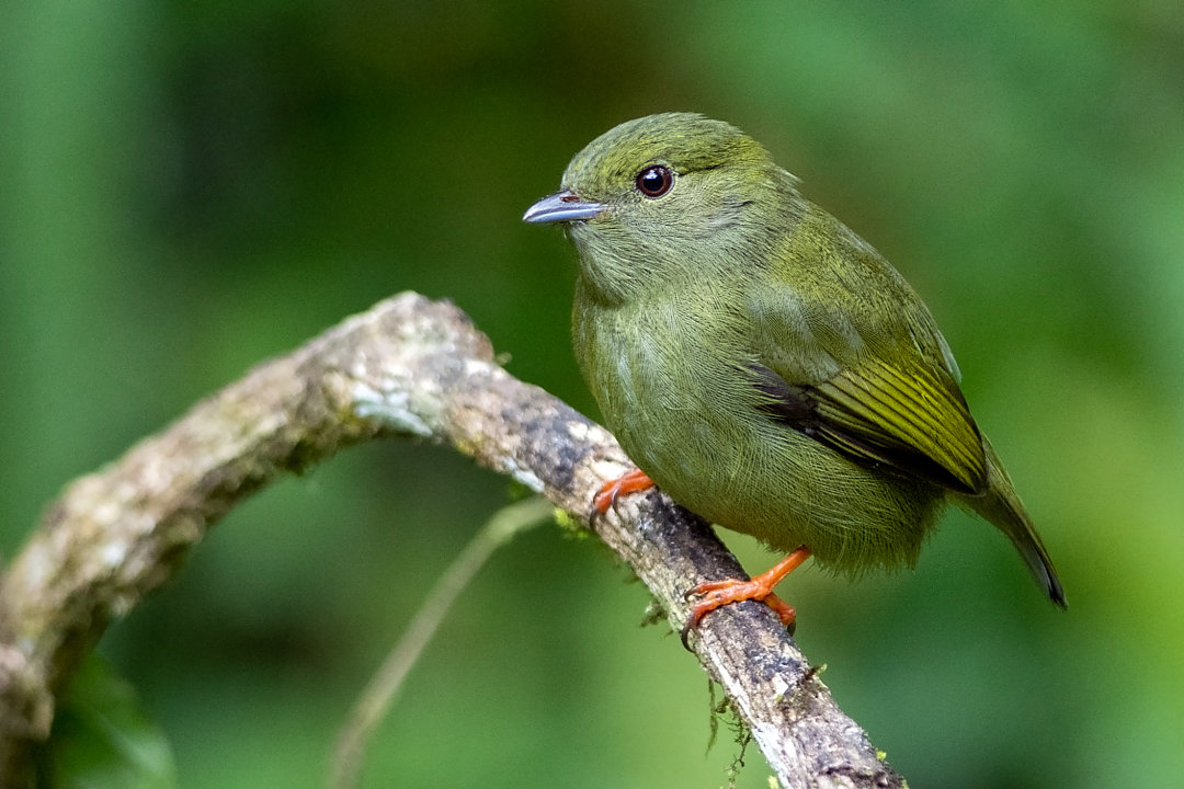 Foto rendeira (Manacus manacus) Por Lucas Botelho | Wiki Aves - A Enciclopédia das Aves do Brasil