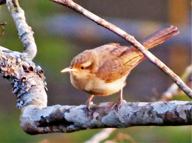 Foto catatau (Campylorhynchus turdinus) Por Nelci Kaletka | Wiki Aves ...