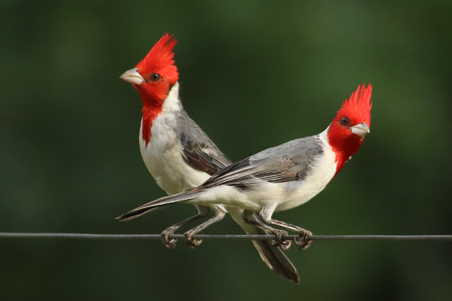 Foto cardeal (Paroaria coronata) Por Sandra Rebello | Wiki Aves - A ...
