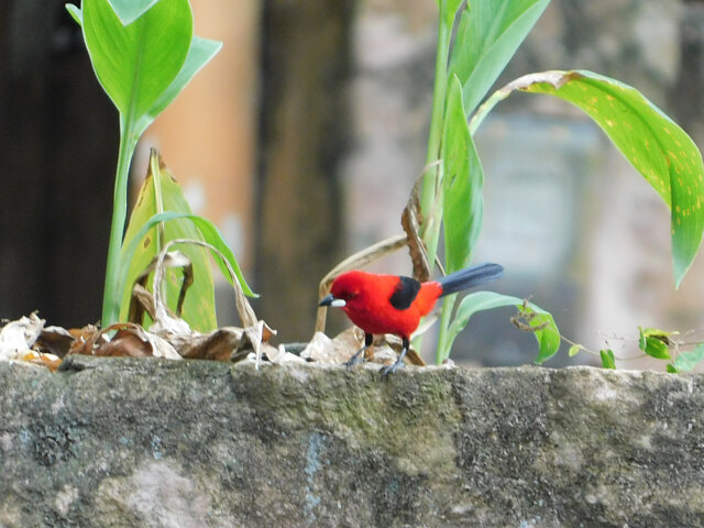 Foto tiê-sangue (Ramphocelus bresilia) Por Tom Ribeiro | Wiki Aves - A ...