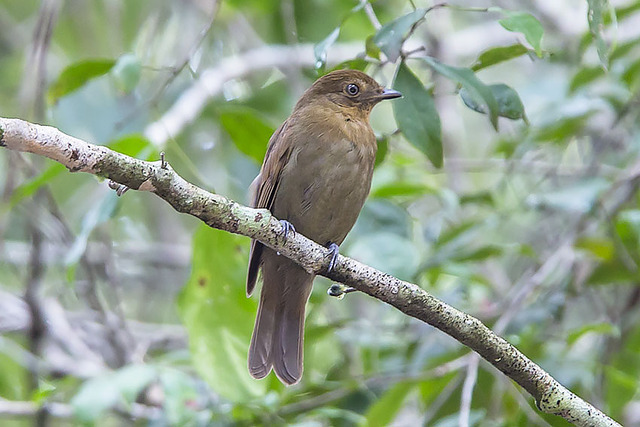 Foto flautim-marrom (Schiffornis turdina) Por Marco Guedes | Wiki Aves ...