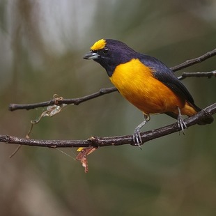 gaturamo-capim (Euphonia finschi) | WikiAves - A Enciclopédia das Aves ...
