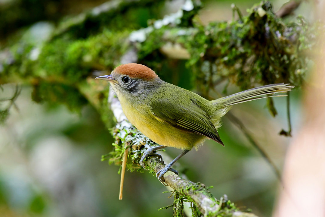 Foto verdinho-coroado (Hylophilus poicilotis) Por José Bender | Wiki ...