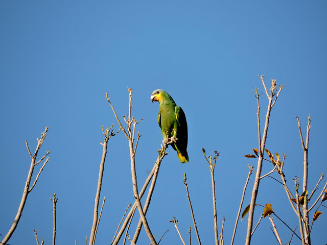 Foto curica (Amazona amazonica) Por Márcia Banzoni | Wiki Aves - A ...