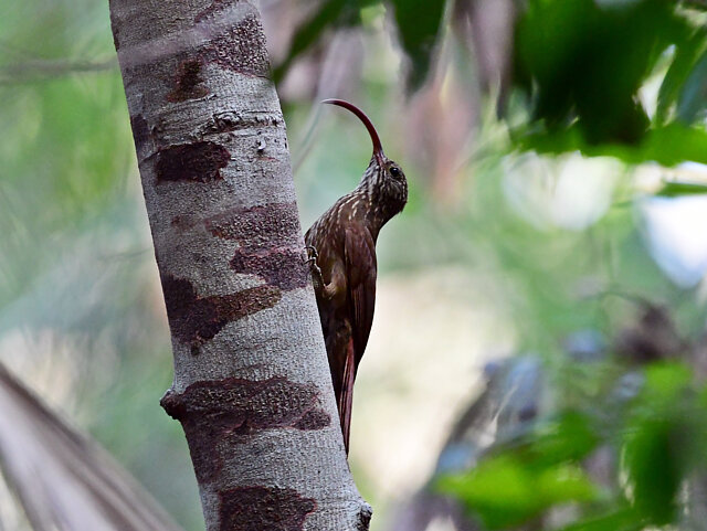 Foto arapaçu-de-bico-curvo-de-rondônia (Campylorhamphus probatus) Por ...