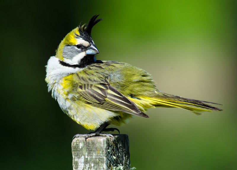 Foto cardeal-amarelo (Gubernatrix cristata) Por Alejandro Olmos | Wiki ...