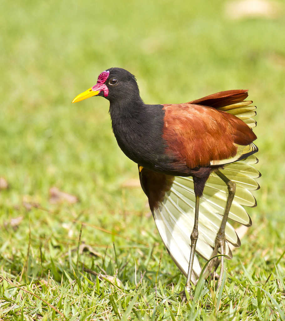 Foto jaçanã (Jacana jacana) Por Rogério Sorvillo | Wiki Aves - A ...