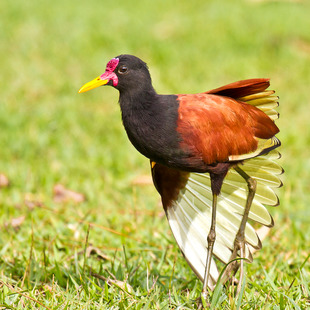 Jacanidae | WikiAves - A Enciclopédia das Aves do Brasil