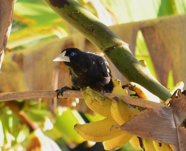 japu (Psarocolius decumanus) | WikiAves - A Enciclopédia das Aves do Brasil