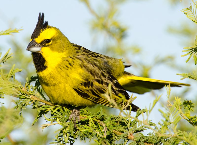 Foto cardeal-amarelo (Gubernatrix cristata) Por Alejandro Olmos | Wiki ...