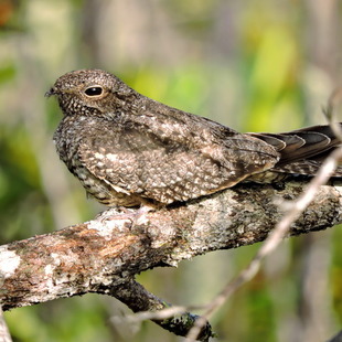 bacurau-de-asa-fina (Chordeiles acutipennis) | WikiAves - A ...
