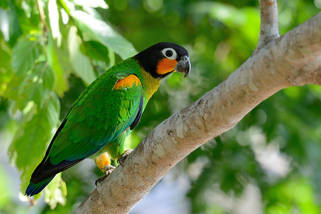 Foto curica-de-bochecha-laranja (Pyrilia barrabandi) Por Emerson ...