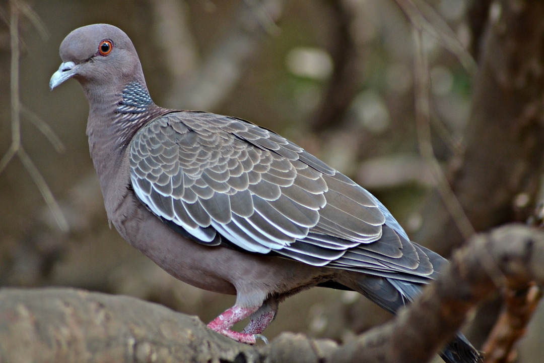 Foto pomba-asa-branca (Patagioenas picazuro) Por Luciano Moura | Wiki ...