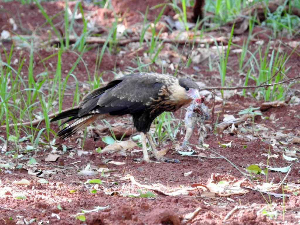 Foto carcará (Caracara plancus) Por Ronald Santiago | Wiki Aves - A ...