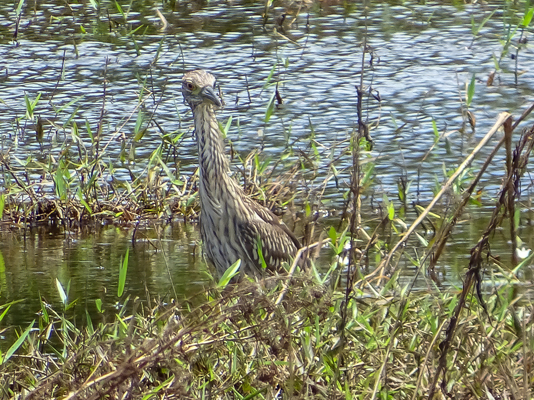 Foto socó-dorminhoco (Nycticorax nycticorax) Por Plínio Póvoa | Wiki ...