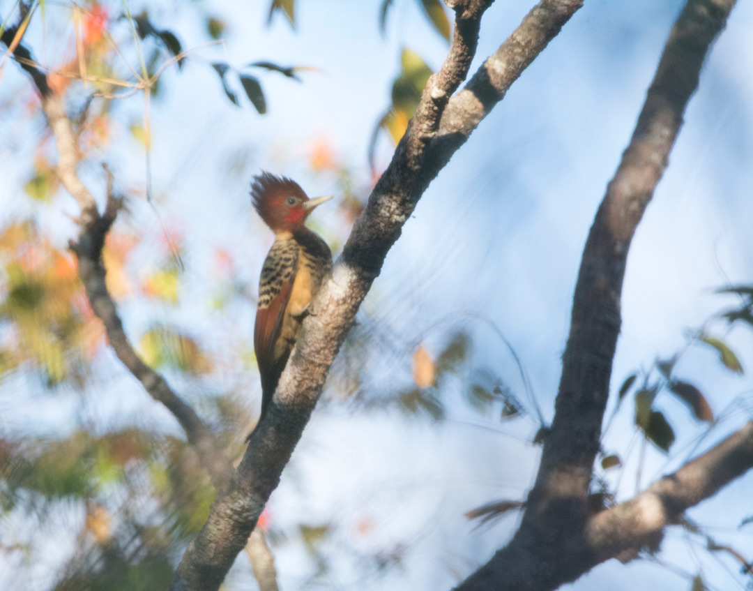 Foto pica-pau-da-taboca (Celeus obrieni) Por Hartur Noia | Wiki Aves ...