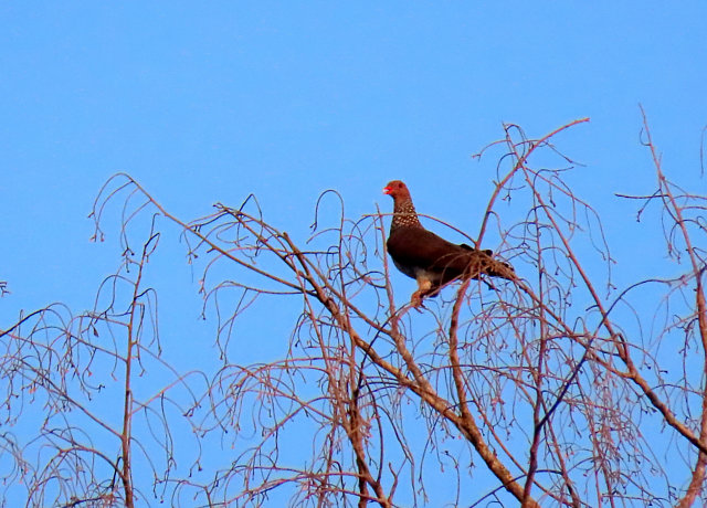 Foto pomba-trocal (Patagioenas speciosa) Por Sonia Furtado | Wiki Aves ...